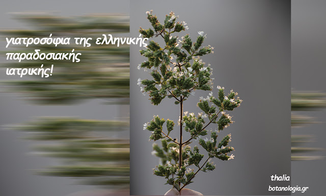 Χρήση βοτάνων στην παραδοσιακή μας ιατρική – Φτιαχνω Μονος Μου – Do it.gr