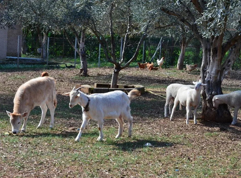 Πόσα Οικόσιτα Πτηνά και Ζώα Μπορείτε να Διατηρείτε Χωρίς Αδειοδότηση ...
