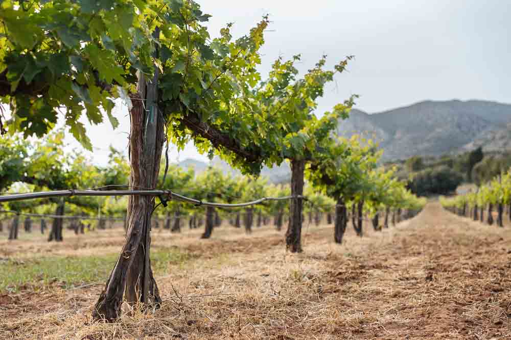 Πώς γίνεται το πότισμα του αμπελιού - Do-it.gr: Αυτάρκεια, DIY ...